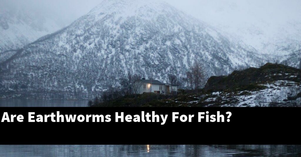 Are Earthworms Healthy For Fish? [2026 Guide] - Gold Koi Fish