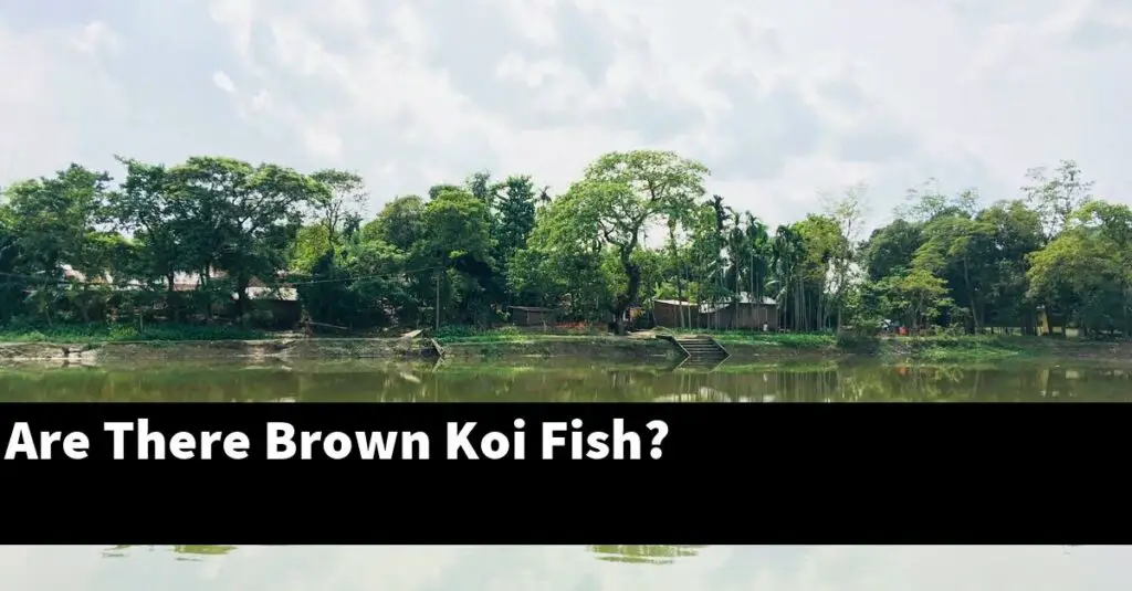 Are There Brown Koi Fish? [2025 Guide] - Gold Koi Fish