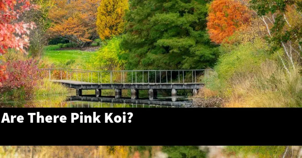 Are There Pink Koi? [2025 Guide] - Gold Koi Fish