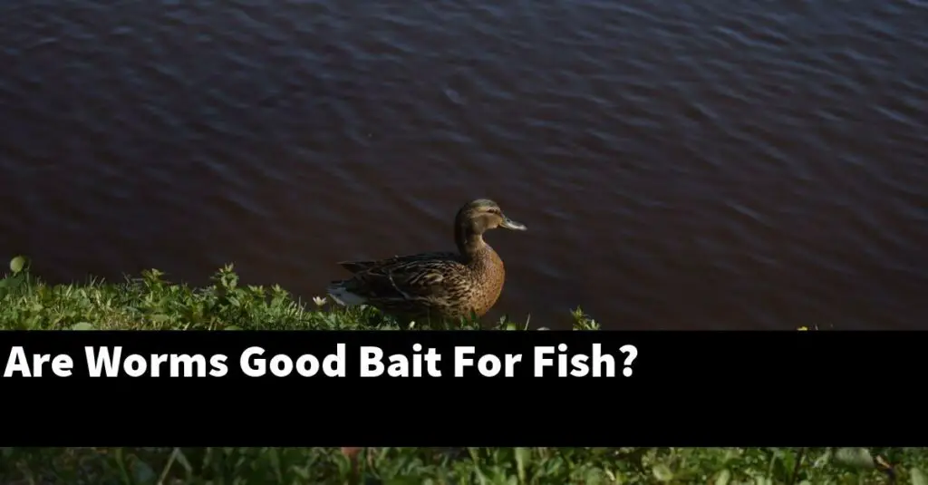 Are Worms Good Bait For Fish? [2025 Guide] - Gold Koi Fish