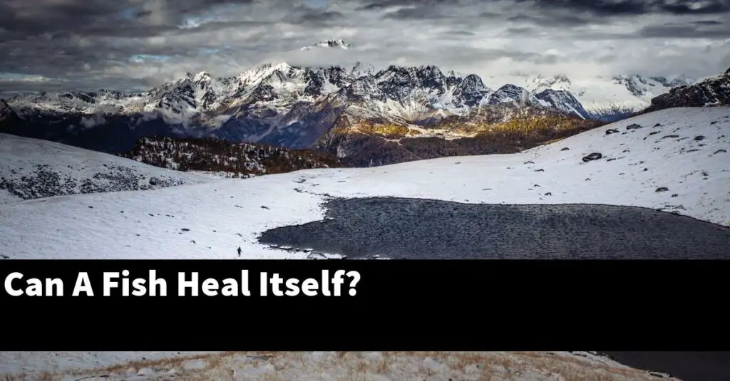 Can A Fish Heal Itself? [2025 Guide] - Gold Koi Fish