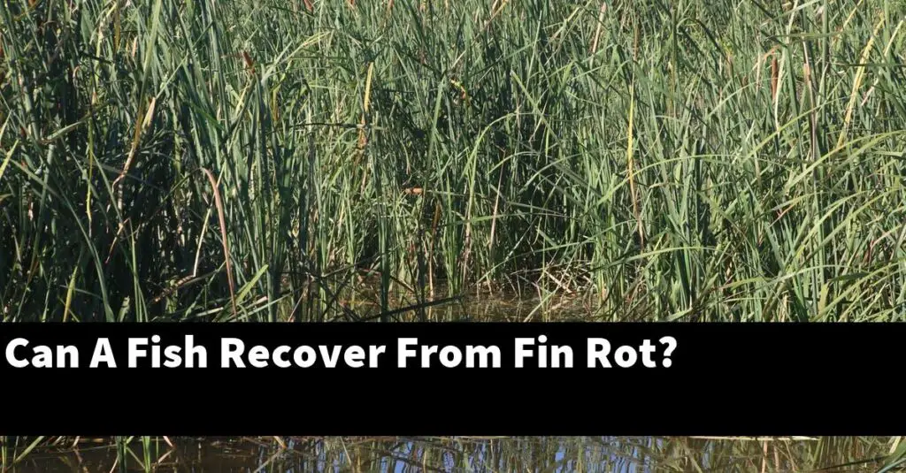 Can A Fish Recover From Fin Rot? [2025 Guide] - Gold Koi Fish