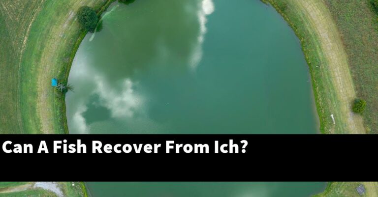 Can A Fish Recover From Ich? [2025 Guide] - Gold Koi Fish