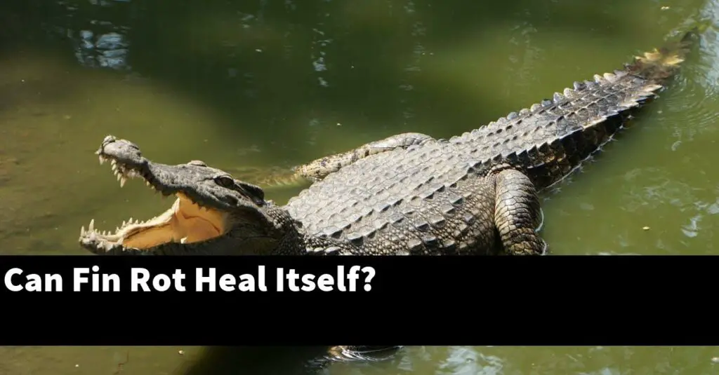 Can Fin Rot Heal Itself? [2025 Guide] - Gold Koi Fish