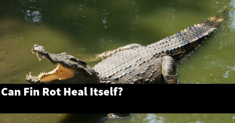 Can Fin Rot Heal Itself? [2025 Guide] - Gold Koi Fish