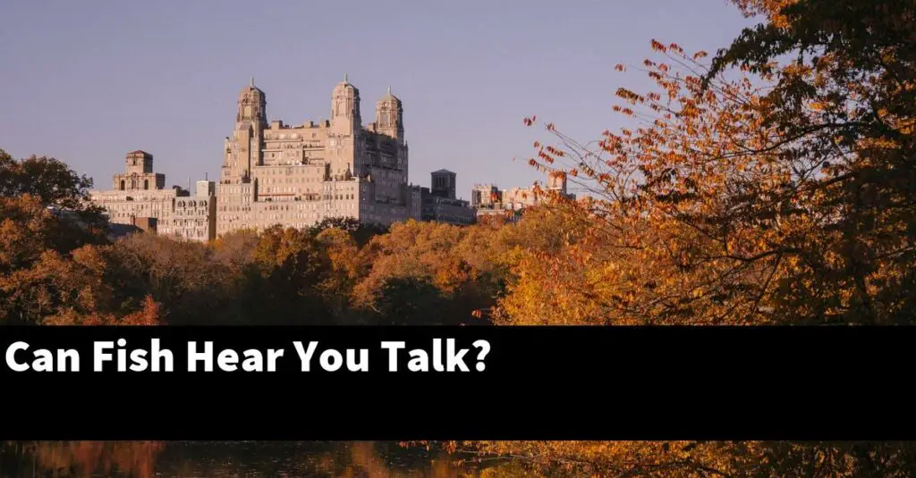Can Fish Hear You Talk? [2024 Guide] - Gold Koi Fish