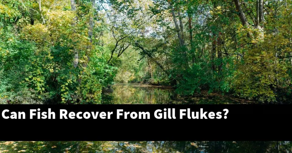 Can Fish Recover From Gill Flukes? [2025 Guide] - Gold Koi Fish