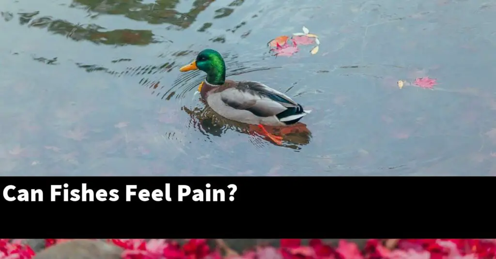 Can Fishes Feel Pain? [2025 Guide] - Gold Koi Fish