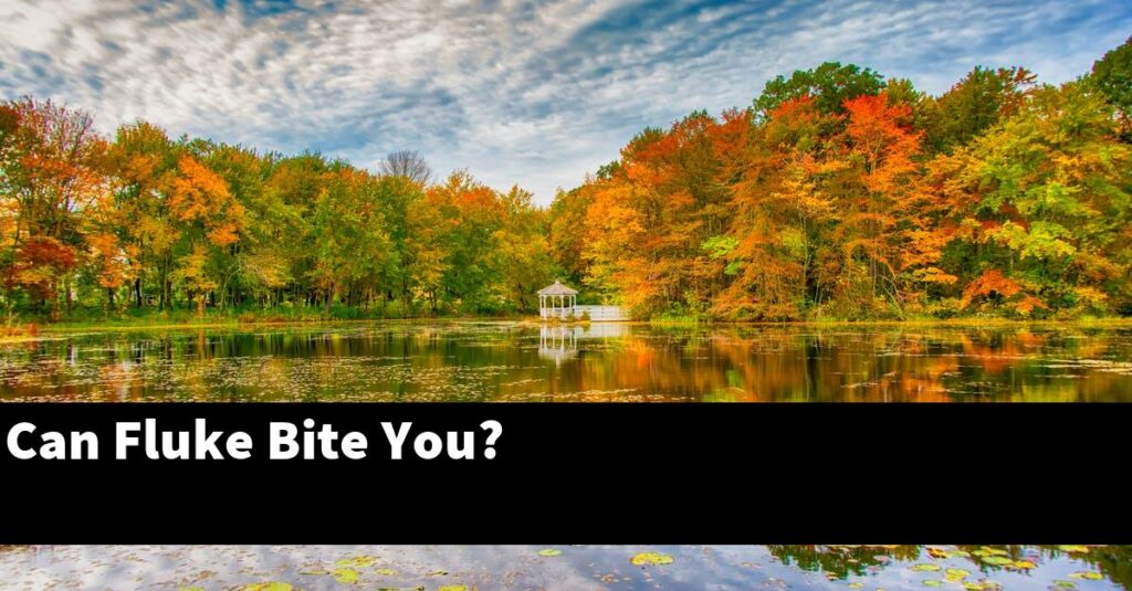 Can Fluke Bite You? [2026 Guide] - Gold Koi Fish
