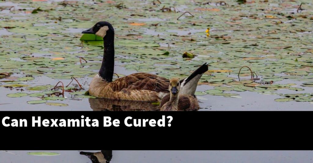 Can Hexamita Be Cured? [2026 Guide] - Gold Koi Fish