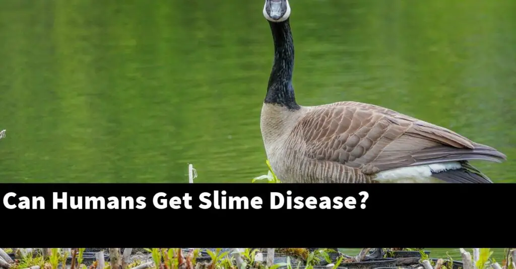 Can Humans Get Slime Disease? [2025 Guide] - Gold Koi Fish