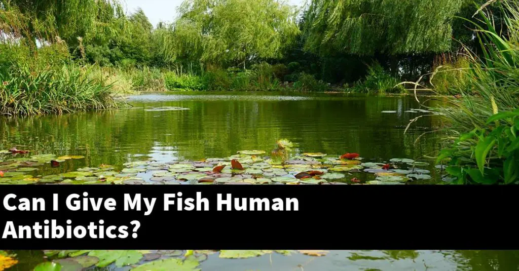 Can I Give My Fish Human Antibiotics? [2025 Guide] - Gold Koi Fish