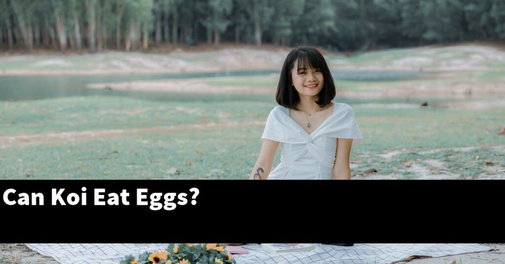 Can Koi Eat Eggs? [2026 Guide] - Gold Koi Fish