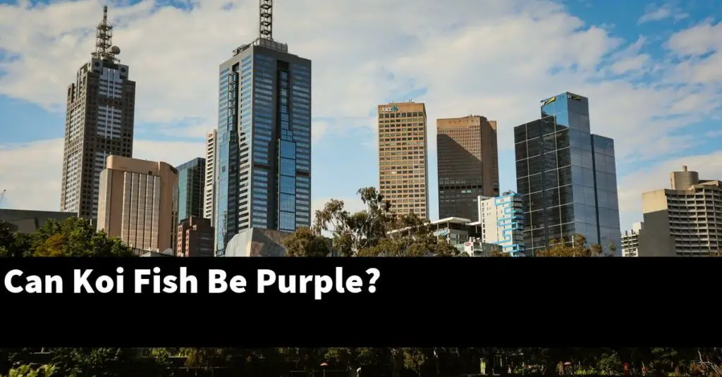 Can Koi Fish Be Purple? [2025 Guide] - Gold Koi Fish