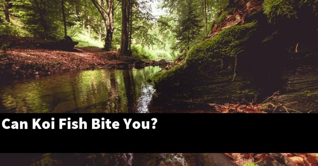 Can Koi Fish Bite You? [2025 Guide] - Gold Koi Fish