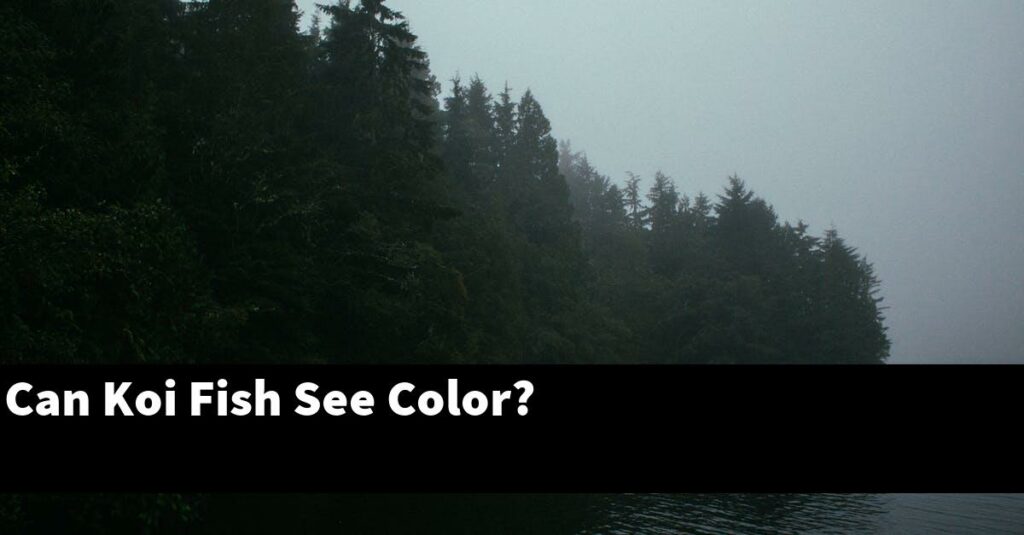 Can Koi Fish See Color? [2025 Guide] - Gold Koi Fish
