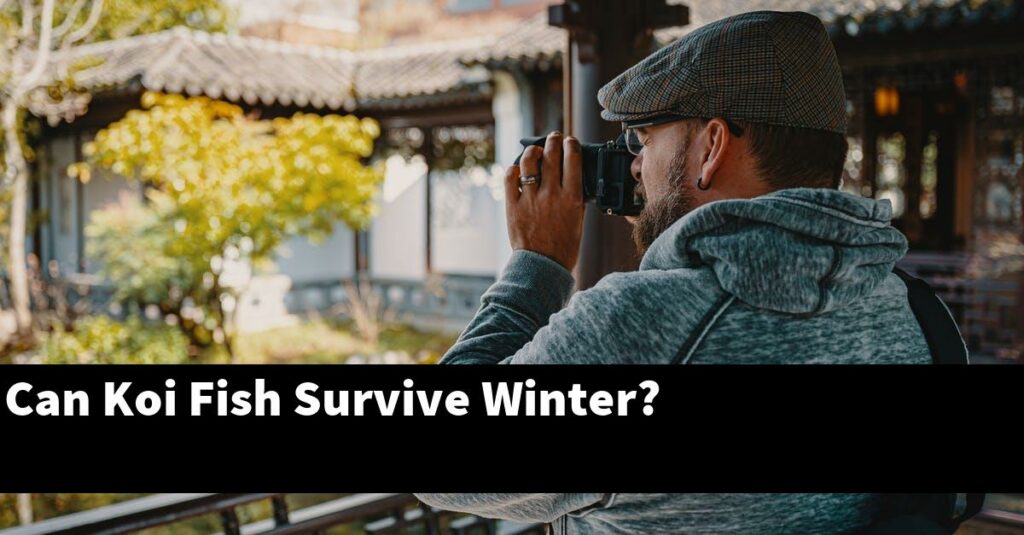 Can Koi Fish Survive Winter? [2026 Guide] - Gold Koi Fish
