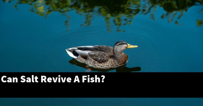 Can Salt Revive A Fish? [2026 Guide] - Gold Koi Fish