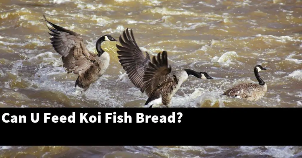 Can U Feed Koi Fish Bread? [2025 Guide] - Gold Koi Fish