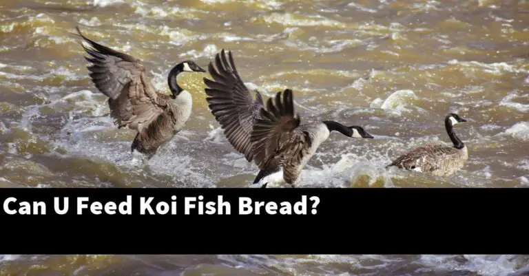 Can U Feed Koi Fish Bread? [2026 Guide] - Gold Koi Fish