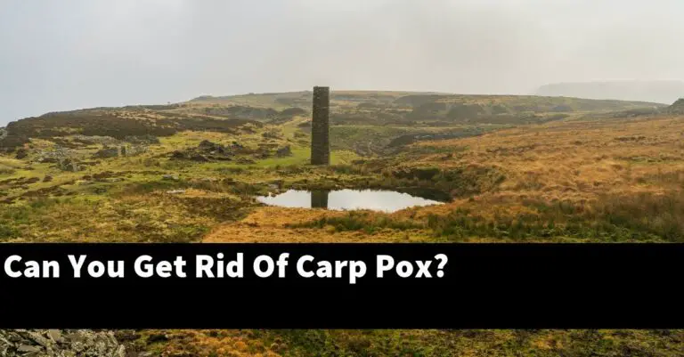 Can You Get Rid Of Carp Pox? [2022 Guide] - Gold Koi Fish