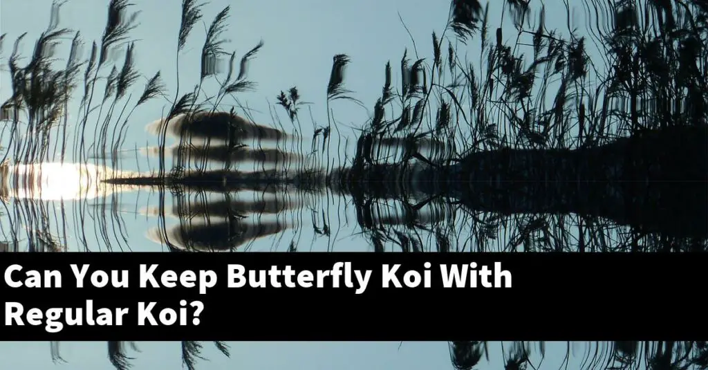 Can You Keep Butterfly Koi With Regular Koi? [2025 Guide] - Gold Koi Fish