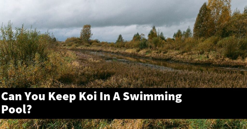Can You Keep Koi In A Swimming Pool? [2026 Guide] - Gold Koi Fish