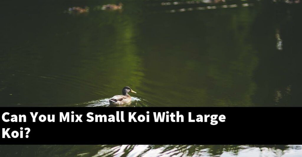 Can You Mix Small Koi With Large Koi? [2026 Guide] - Gold Koi Fish