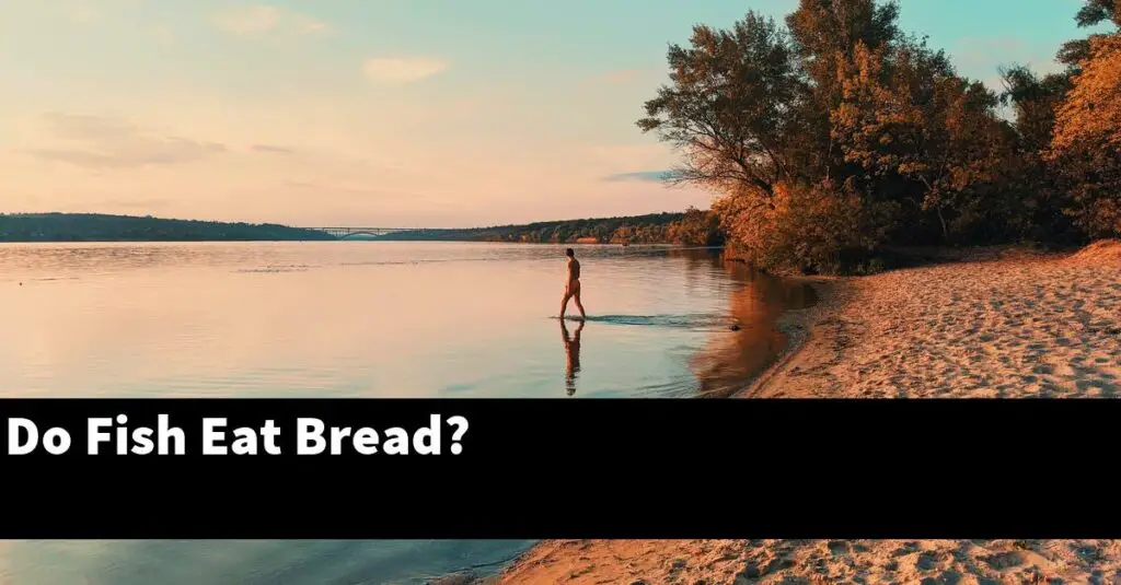 Do Fish Eat Bread? [2026 Guide] - Gold Koi Fish