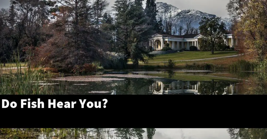 Do Fish Hear You? [2025 Guide] - Gold Koi Fish