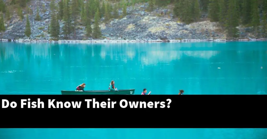 Do Fish Know Their Owners? [2025 Guide] - Gold Koi Fish