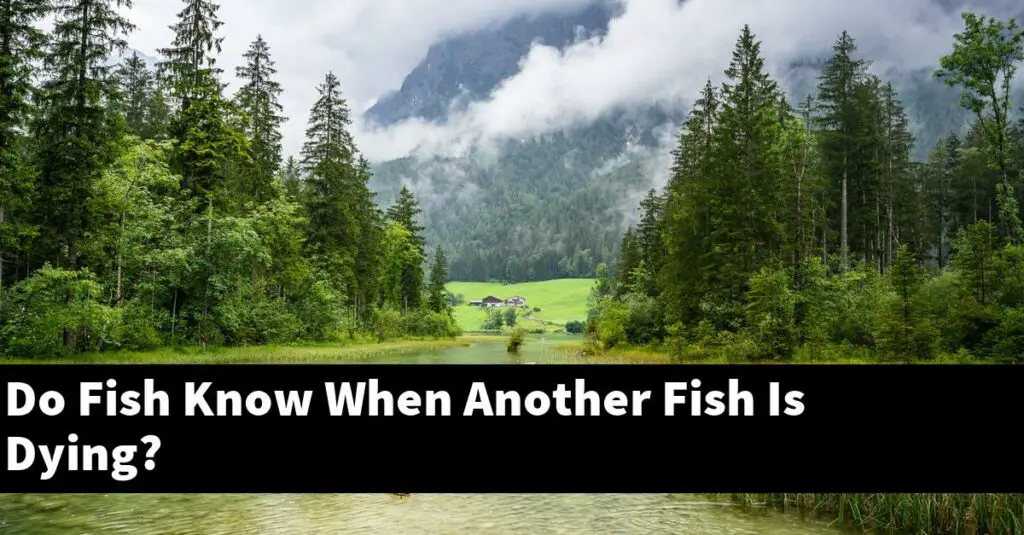 Do Fish Know When Another Fish Is Dying? [2025 Guide] - Gold Koi Fish
