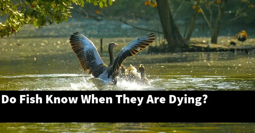 Do Fish Know When They Are Dying? [2025 Guide] - Gold Koi Fish