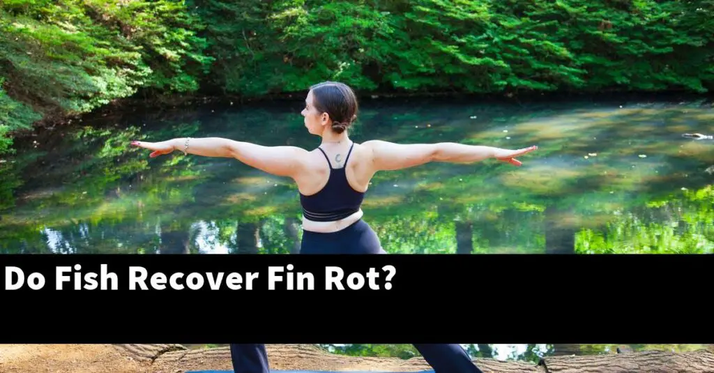 Do Fish Recover Fin Rot? [2025 Guide] - Gold Koi Fish