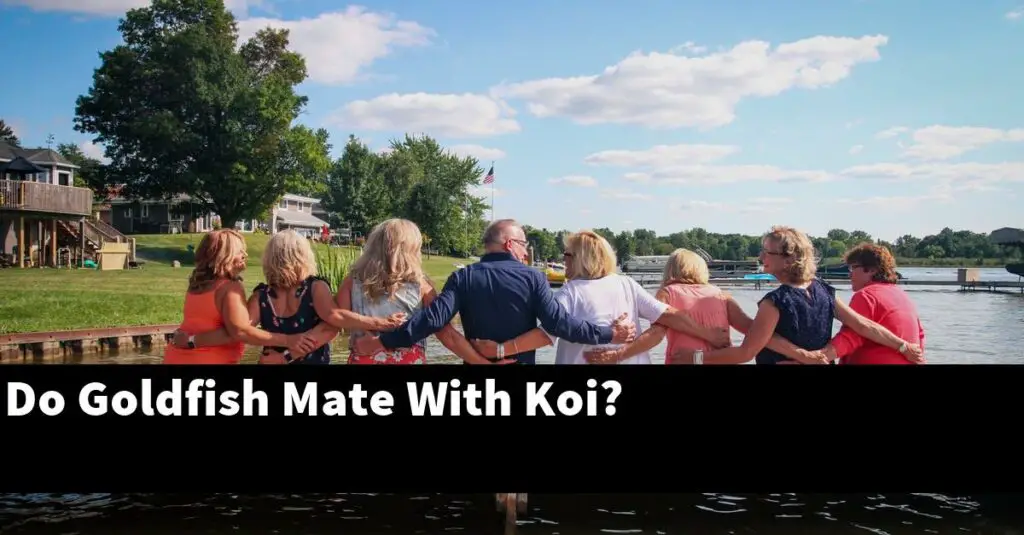 Do Goldfish Mate With Koi? [2025 Guide] - Gold Koi Fish