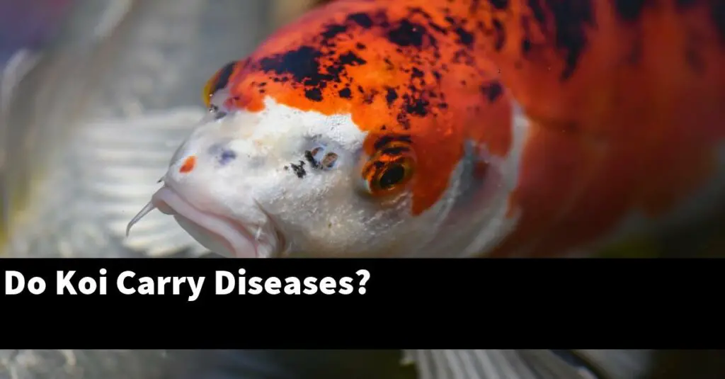 Do Koi Carry Diseases? [2025 Guide] - Gold Koi Fish