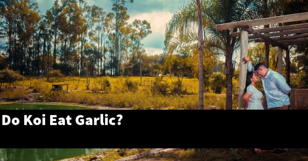 Do Koi Eat Garlic? [2026 Guide] - Gold Koi Fish