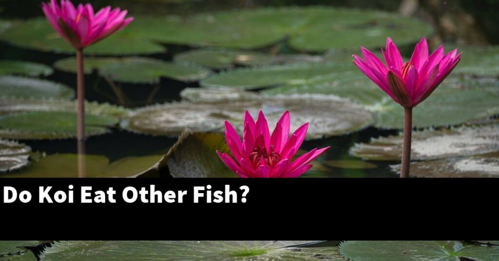 Do Koi Eat Other Fish? [2026 Guide] - Gold Koi Fish