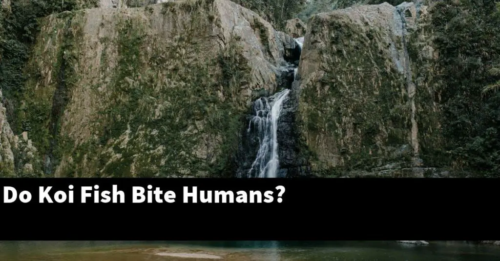 Do Koi Fish Bite Humans? [2025 Guide] - Gold Koi Fish