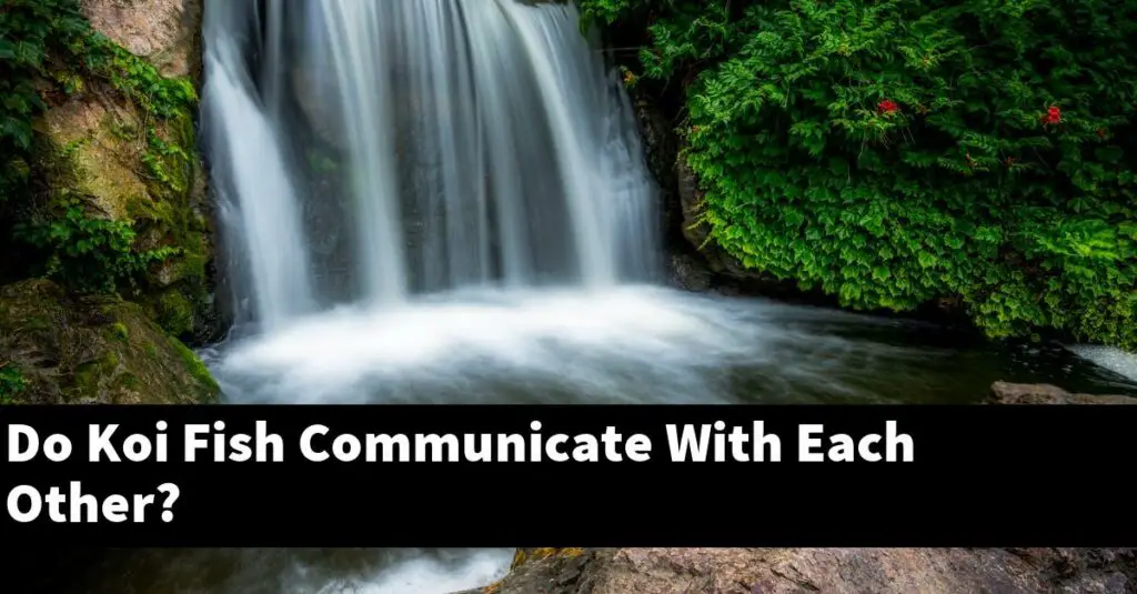 Do Koi Fish Communicate With Each Other? [2025 Guide] - Gold Koi Fish