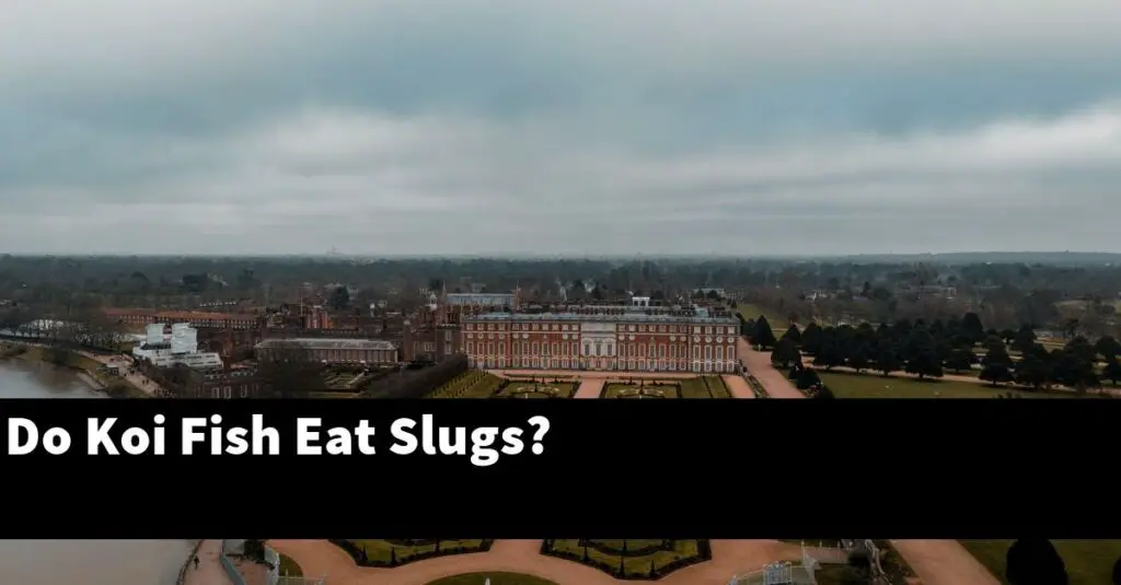 Do Koi Fish Eat Slugs? [2025 Guide] - Gold Koi Fish