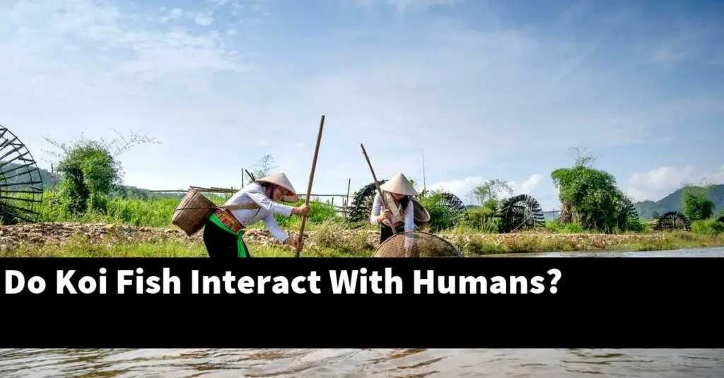 Do Koi Fish Interact With Humans? [2025 Guide] - Gold Koi Fish