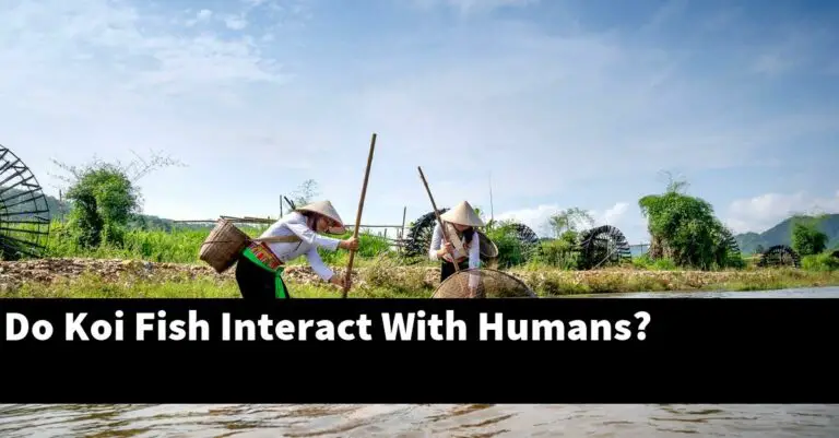 Do Koi Fish Interact With Humans? [2025 Guide] - Gold Koi Fish