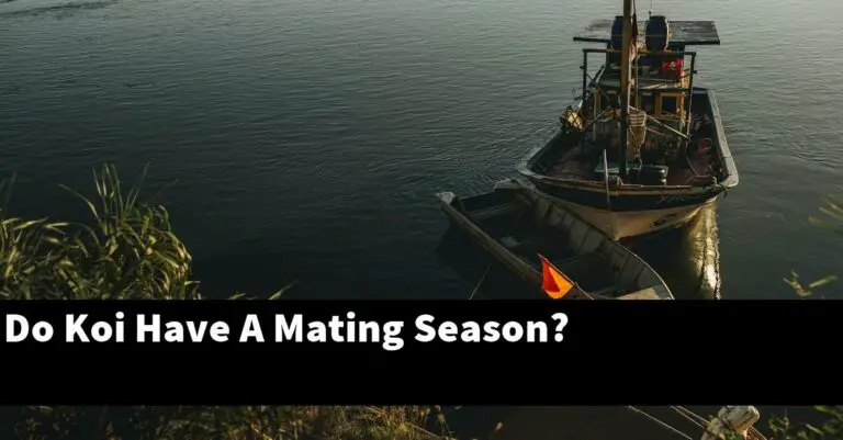 Do Koi Have A Mating Season? [2025 Guide] - Gold Koi Fish