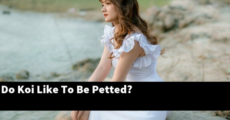 Do Koi Like To Be Petted? [2026 Guide] - Gold Koi Fish