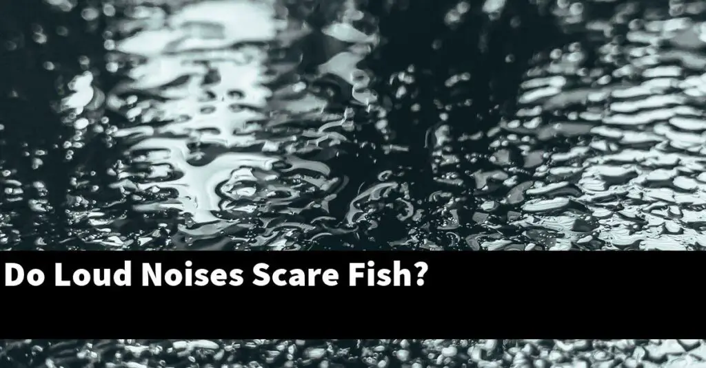 Do Loud Noises Scare Fish? [2025 Guide] - Gold Koi Fish