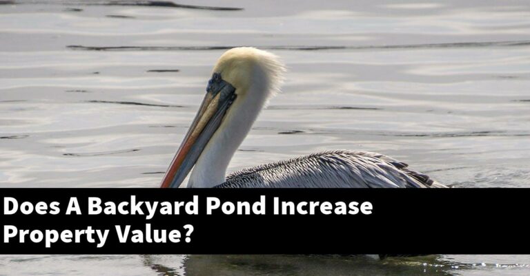 Does A Backyard Pond Increase Property Value? [2025 Guide] - Gold Koi Fish