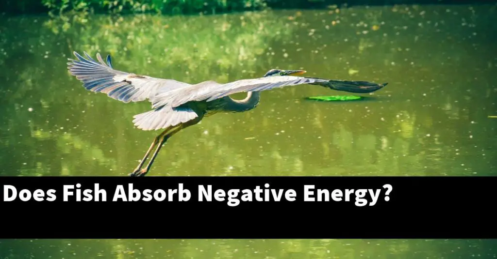 Does Fish Absorb Negative Energy? [2025 Guide] - Gold Koi Fish