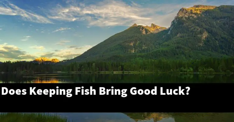 Does Keeping Fish Bring Good Luck? [2025 Guide] - Gold Koi Fish