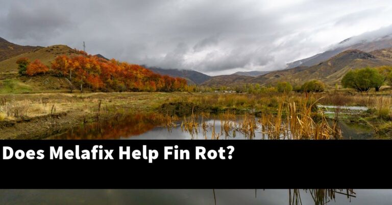 Does Melafix Help Fin Rot? [2026 Guide] - Gold Koi Fish